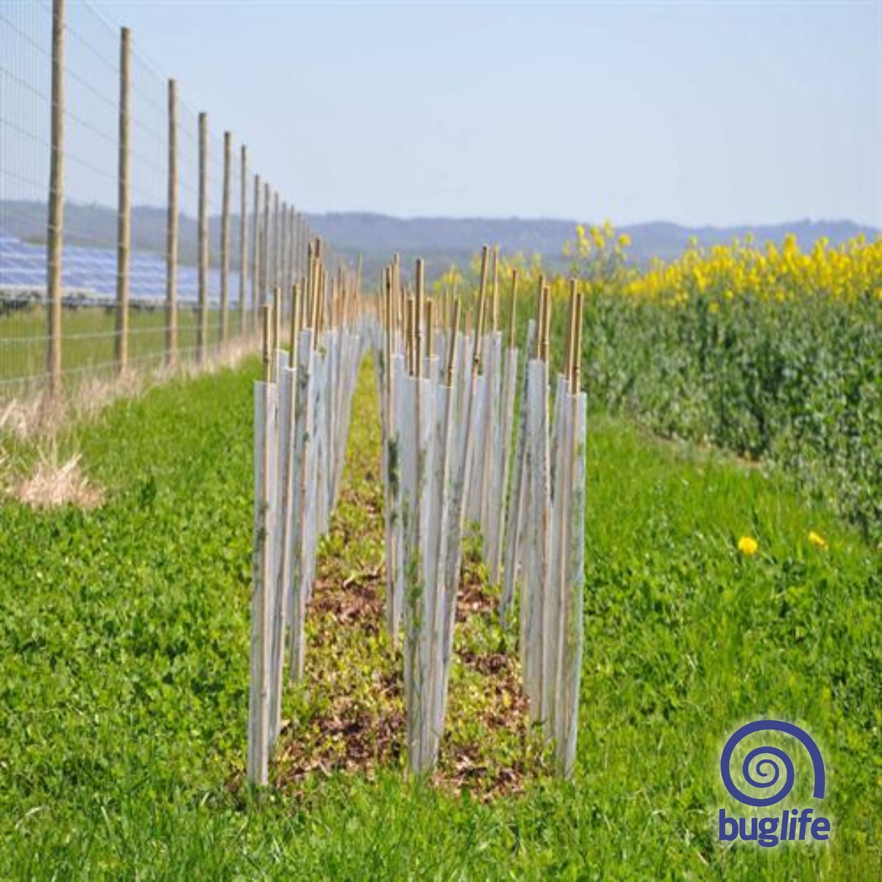 Buglife X Meadowmania British Native Hedging – Meadowmania UK