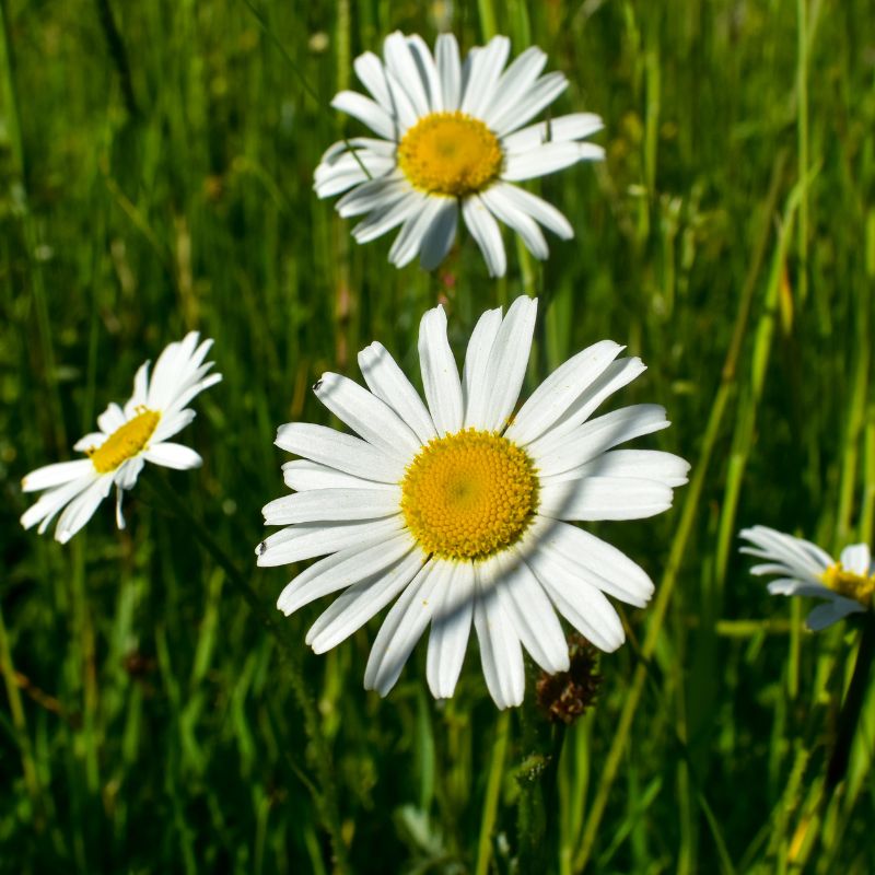 Daisy plant store