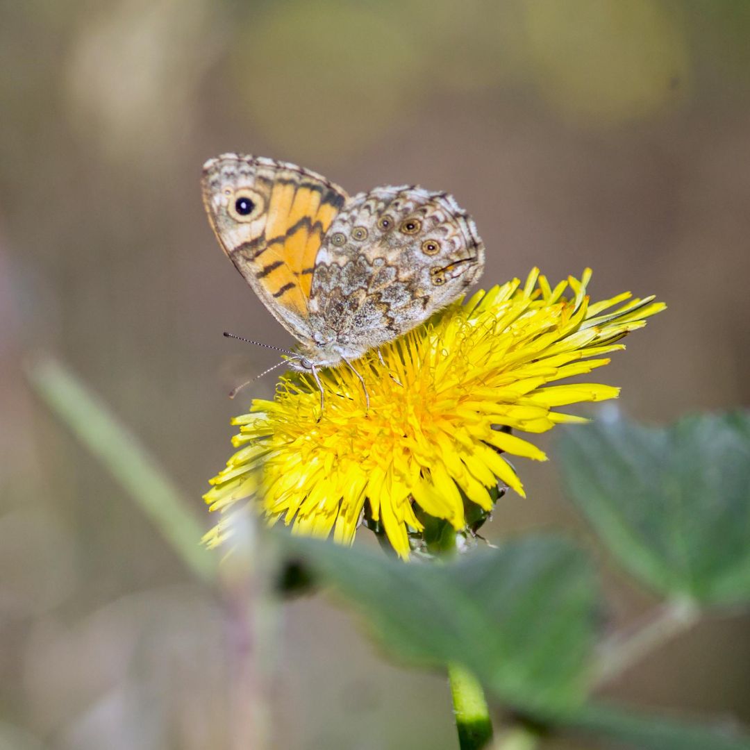 Dandelion Plug Plants | Taraxacum officinale – Meadowmania UK