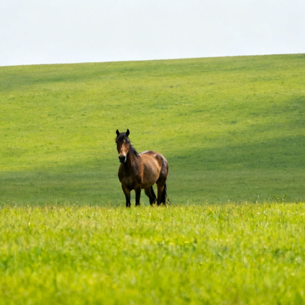 Paddock Grass Seed for Horses UK | Meadowmania – Meadowmania UK