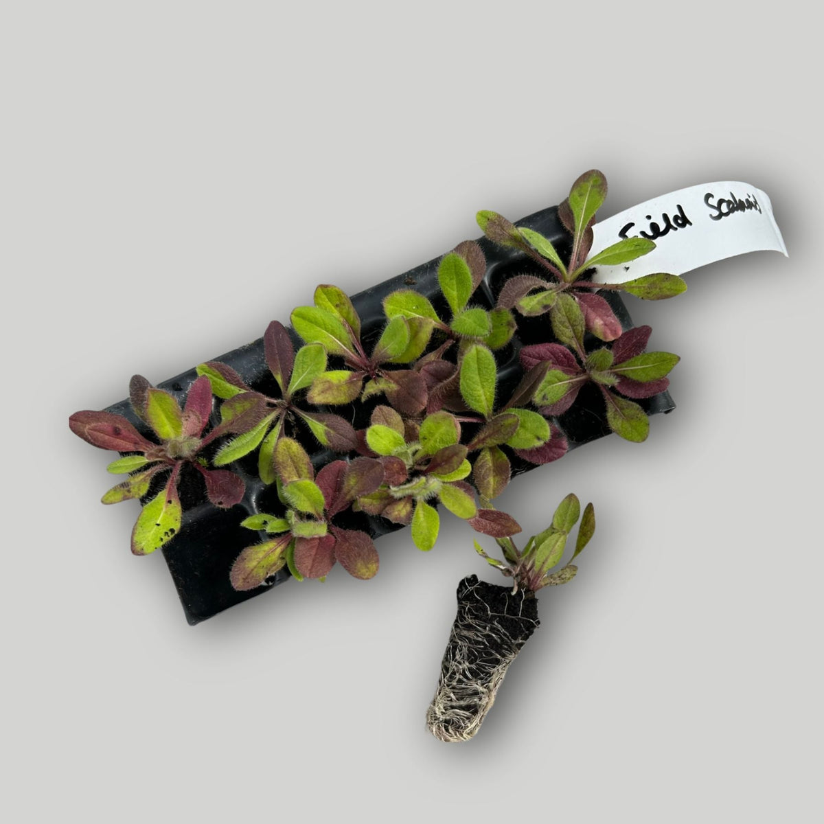 British Native Wildflowers Plug Plants – Meadowmania UK