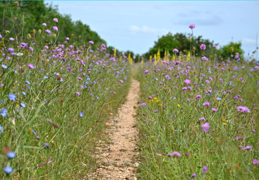 Wildflower Meadow Turf – Meadowmania UK