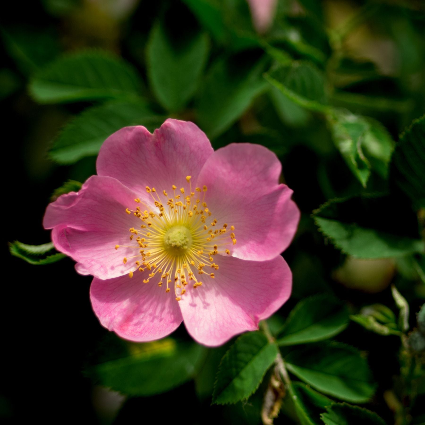 Dog Rose | Native British UK Hedging Whips – Meadowmania UK