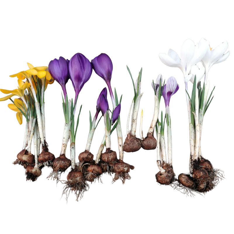 Large Flowering Mixed Crocus Bulbs In The Green – Meadowmania UK