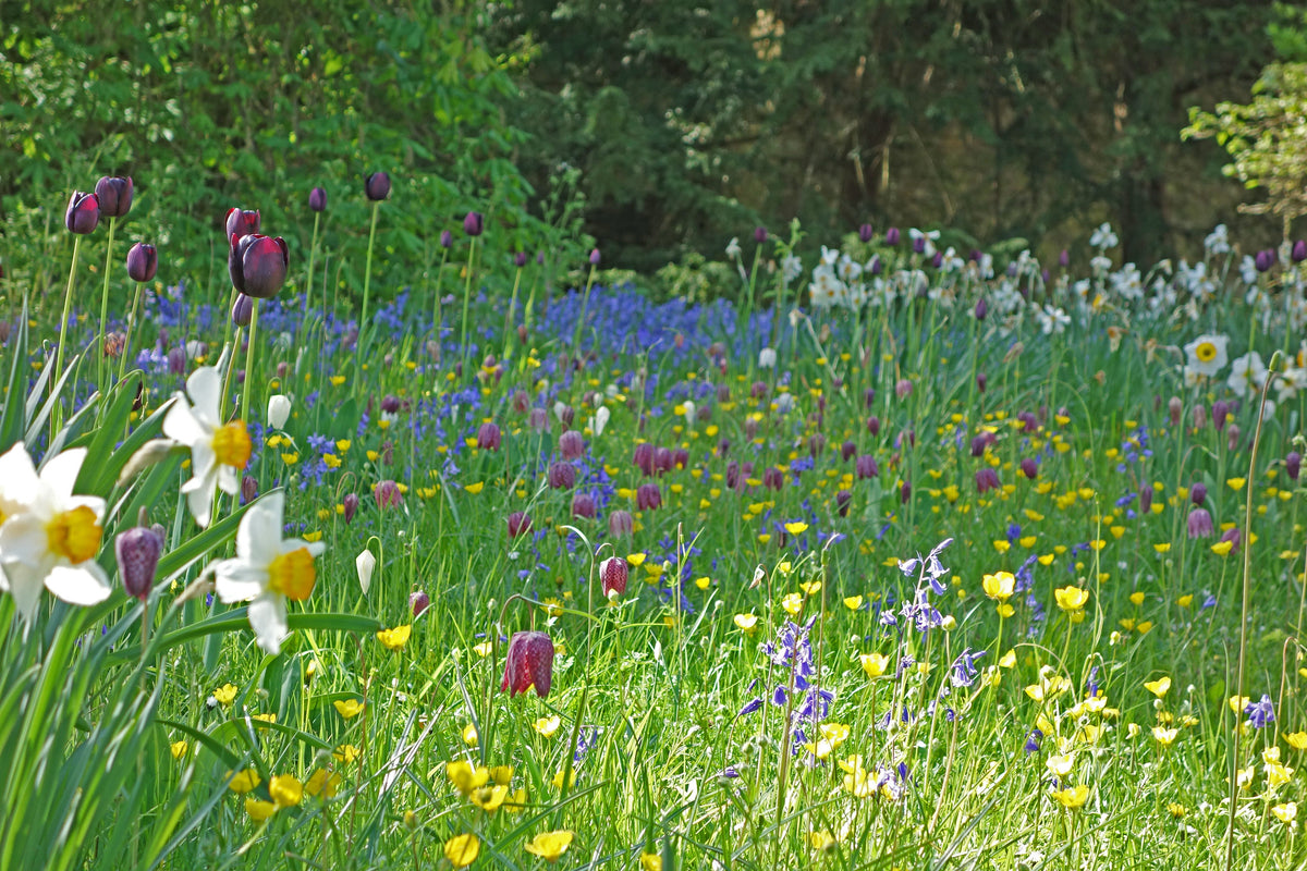 British Native Wildflower Seed, Plugs & Bulbs – Meadowmania UK