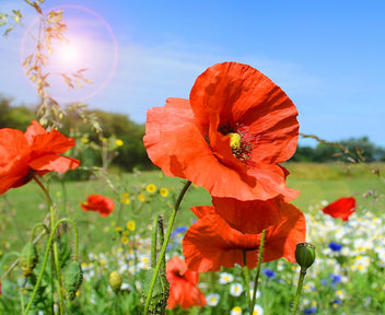 British Native Wildflower Seed, Plugs & Bulbs – Meadowmania UK