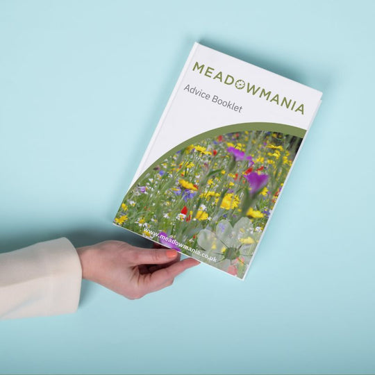 Yellow Rattle Native British Wildflower Plug Plants – Meadowmania UK
