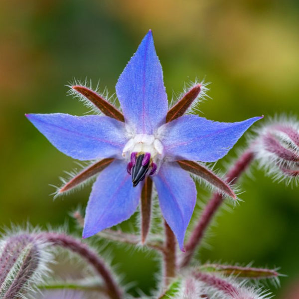 Borage Wildflower Seed Borago officinalis 30g 10m