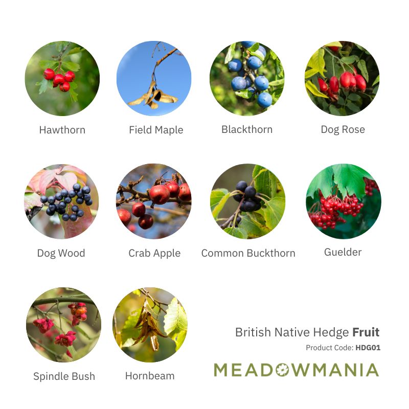Standard Native British UK Hedging mix 2 year whips – Meadowmania UK