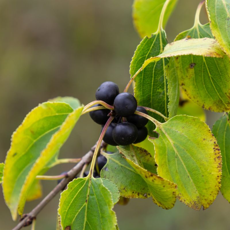 Buckthorn Native UK Hedging Whips – Meadowmania UK