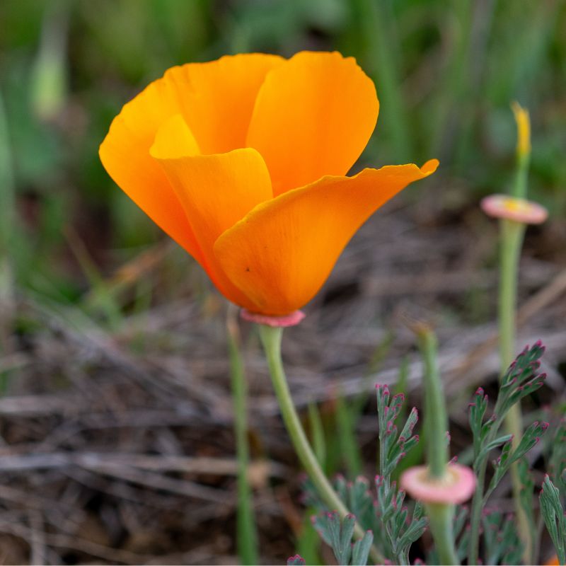 Yellow Poppy Flowers California Poppy Golden West | Flowers | Premier