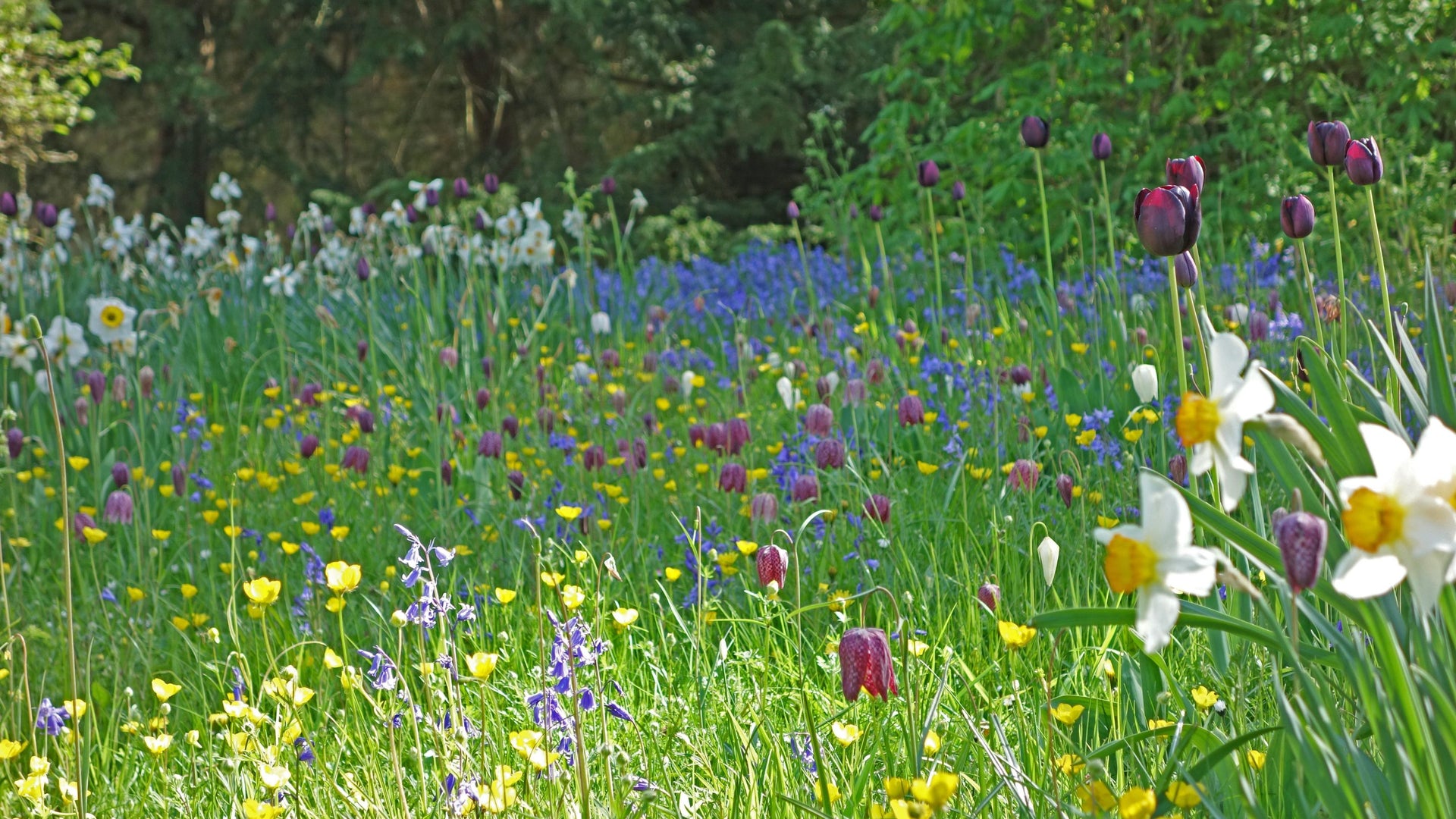 British Native Wildflower Bulbs – Meadowmania UK