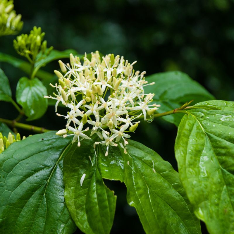 Dogwood | Native British UK Hedging whips – Meadowmania UK