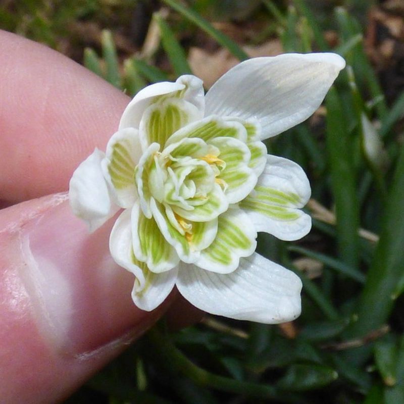 Double Snowdrop Bulb In The Green | Meadowmania – Meadowmania UK