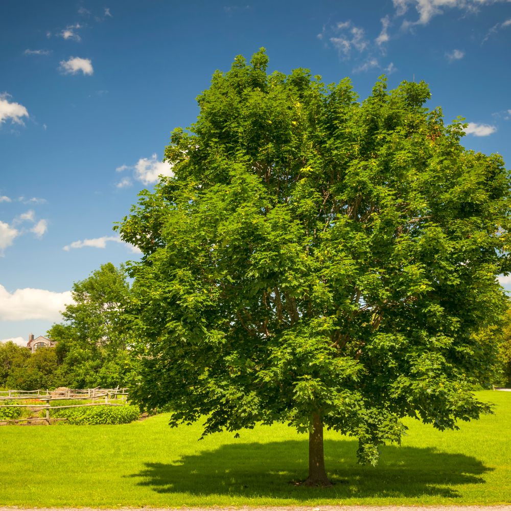 Field Maple Native British UK Hedging Whips – Meadowmania UK