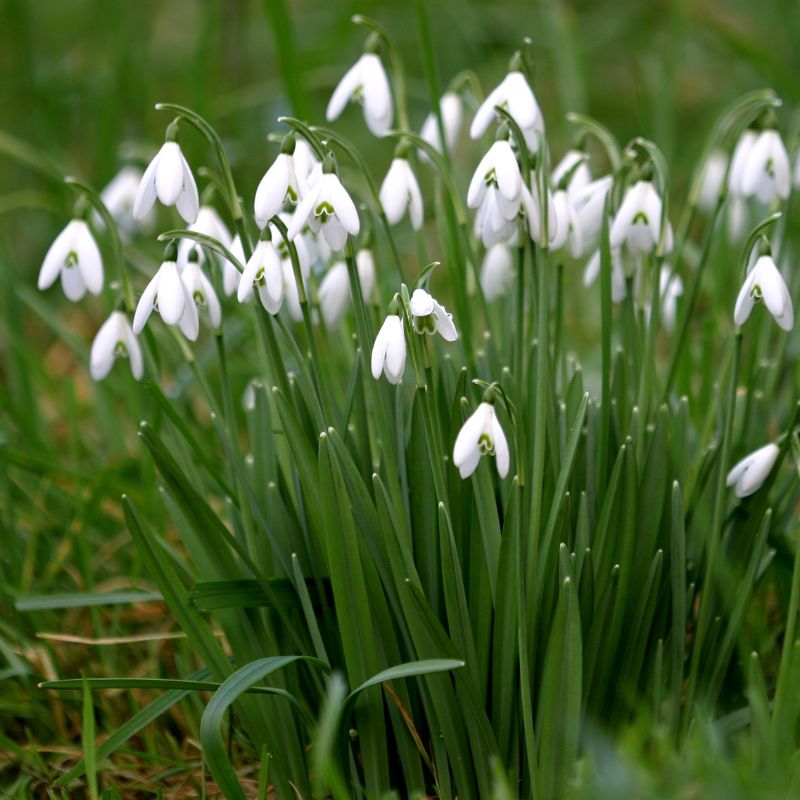 Single Snowdrop Bulbs In The Green | Galanathus nivalis – Meadowmania UK