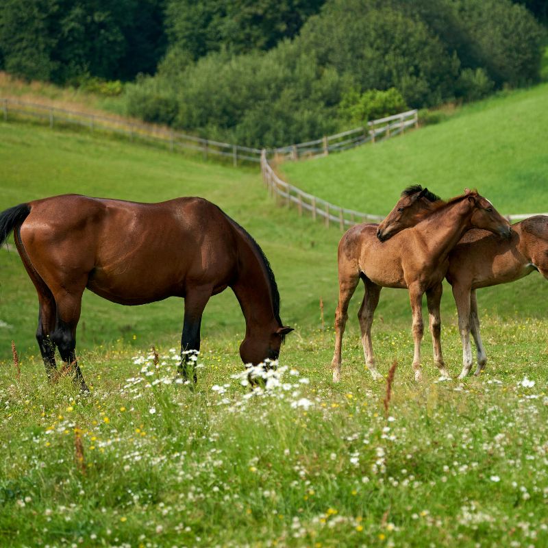 Gold Standard Natural Paddock Grass Seed – Meadowmania UK