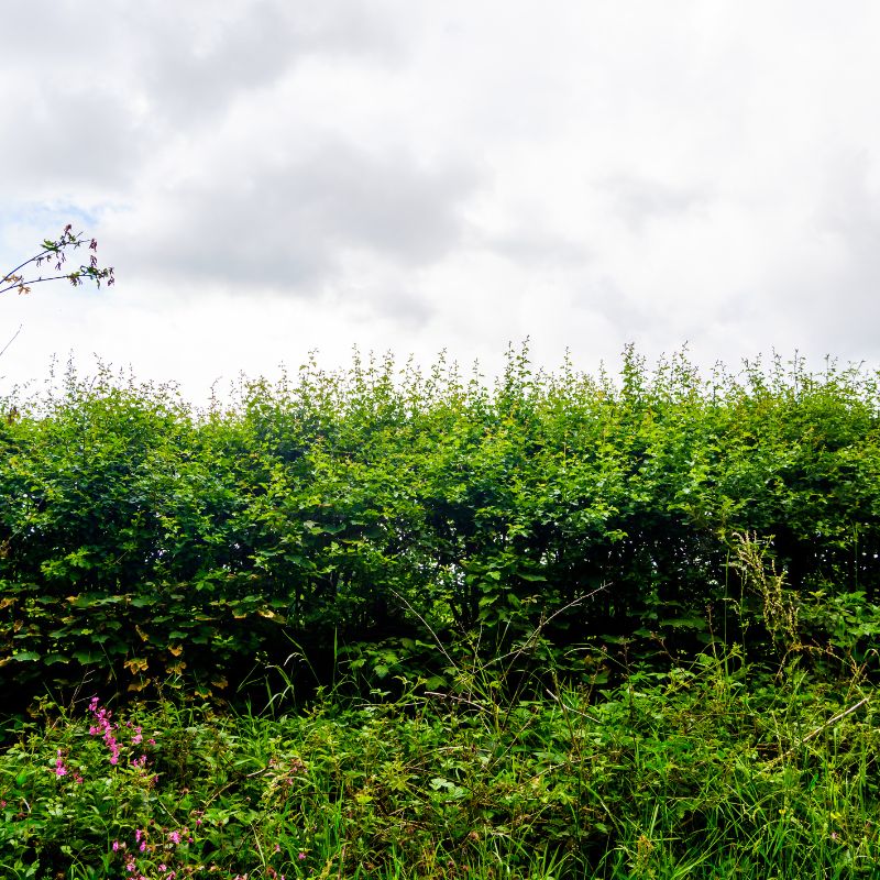 Hawthorn Whips | Crataegus monogyna | Native British Hedging ...