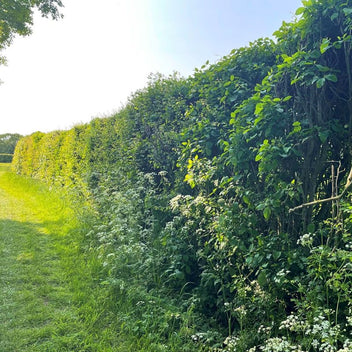 The 8 Best Native British Trees for Small Gardens: Bring Beauty and Bi ...