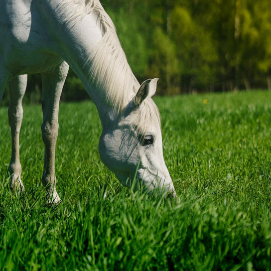 Paddock Grass Seed for Horses UK | Meadowmania – Meadowmania UK