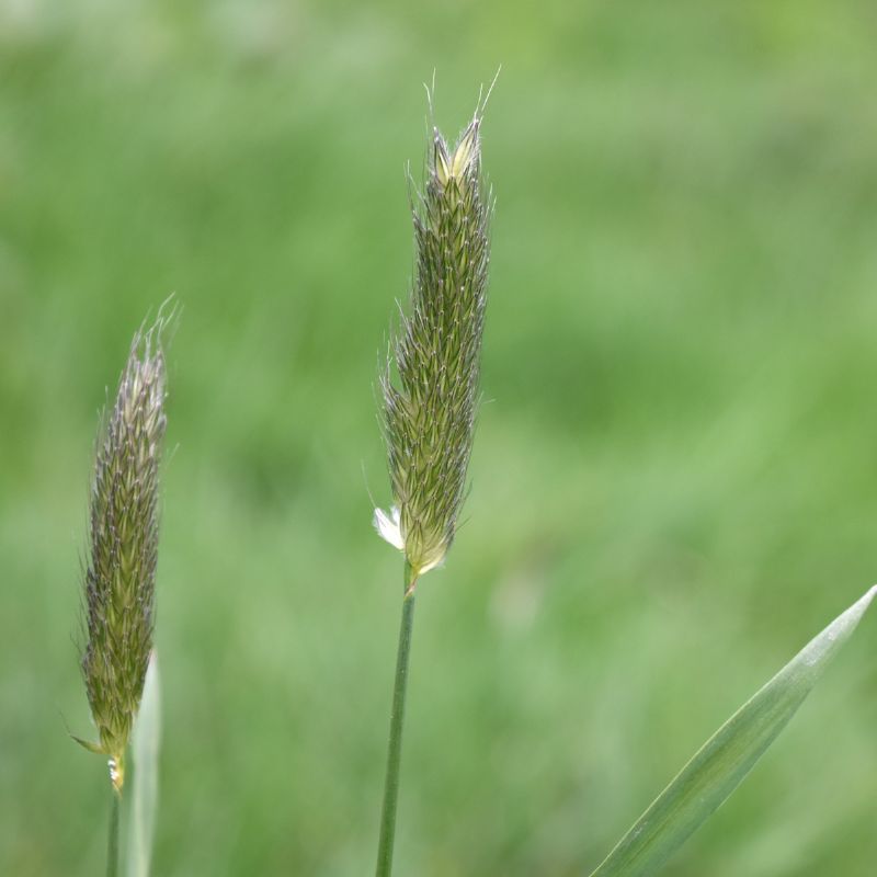 Foxtail Grass The Deadly Foxtail: What To Know As A Dog Owner Whole
