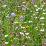 British Native Tree Species | Bare-root Whips – Meadowmania UK