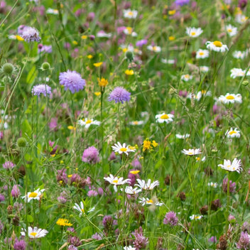The 8 Best Native British Trees for Small Gardens: Bring Beauty and Bi ...