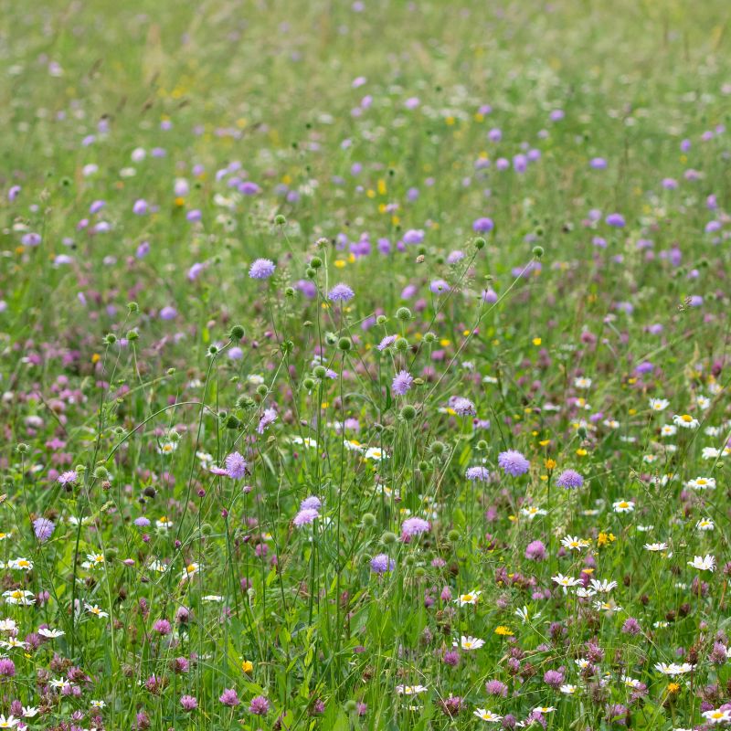 Native General Purpose Wildflower Meadow Seed Mix – Meadowmania UK