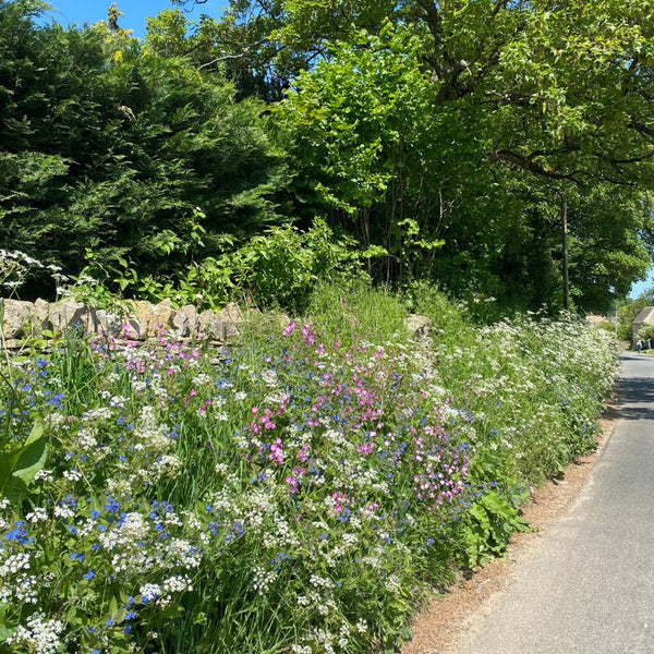 Wild Flower Beds Shaded Areas 15 Wildflower Garden Ideas For A Wild