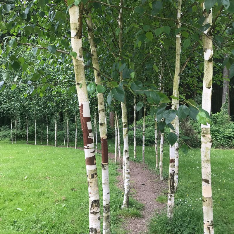 Silver Birch Native British UK Whips – Meadowmania UK