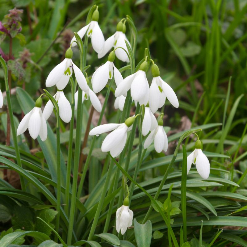 Snowdrop bulb – Meadowmania UK