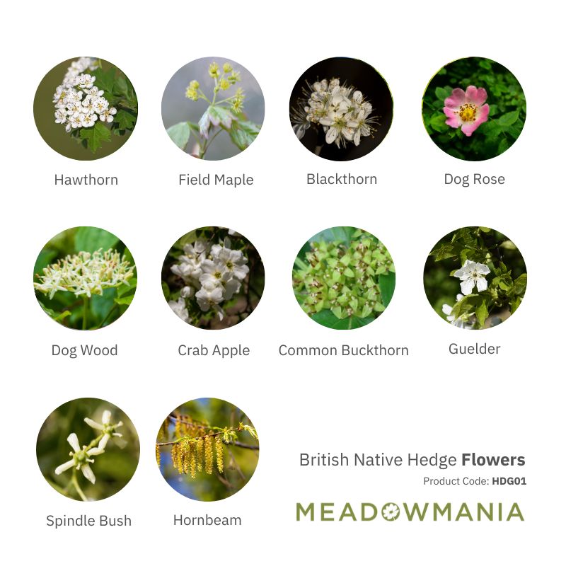 Standard Native British UK Hedging Mix 2-year whips – Meadowmania UK