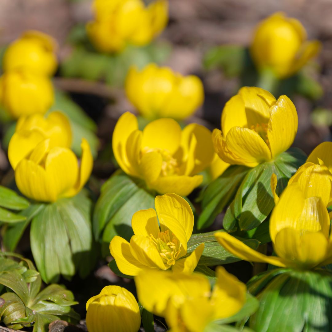 Native Winter Aconite Bulbs Eranthis Cilicica – Meadowmania UK