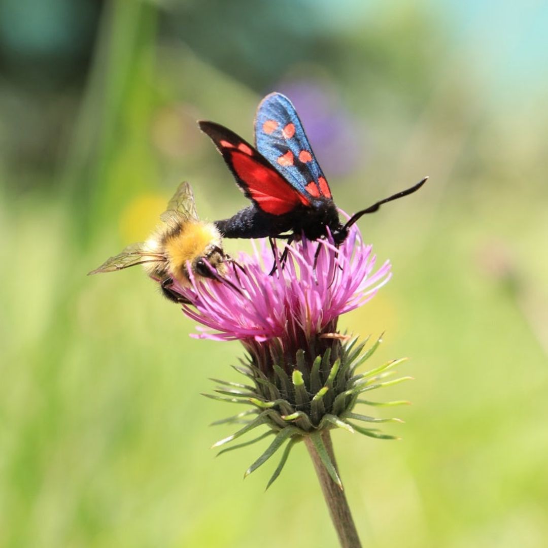 100% Wildflower Seed Mix For Bees & Butterflies – Meadowmania UK