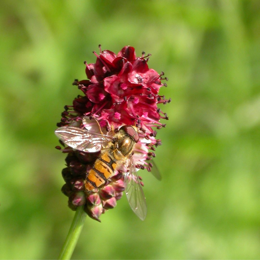 Great Burnet Plug Plants | Sanguisorba officinalis – Meadowmania UK