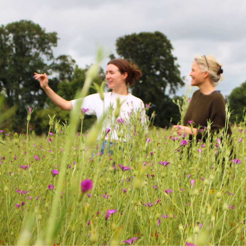 British Native Wildflower Seed, Plugs & Bulbs – Meadowmania UK