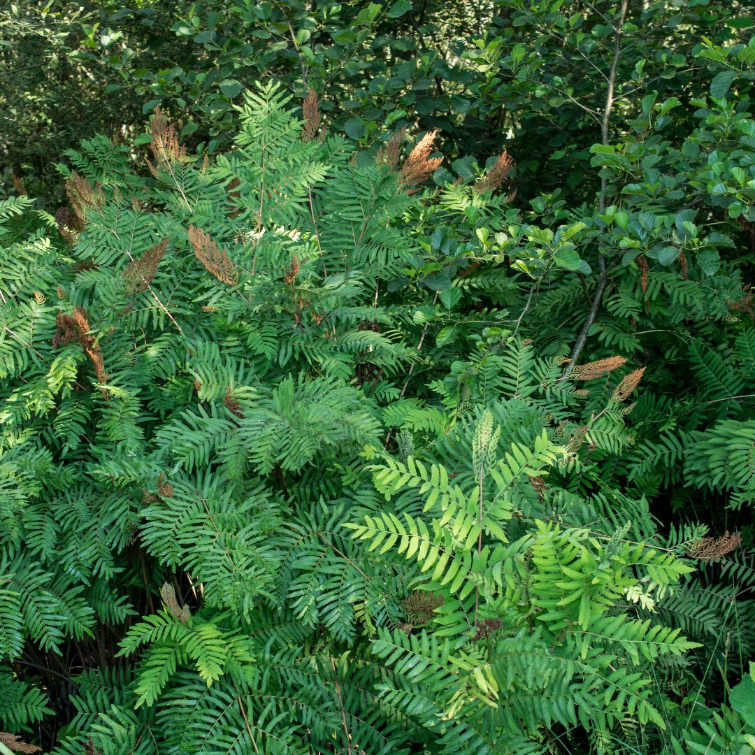 Royal Fern Plant Osmunda Regalis 'Royal Fern' DeGroot