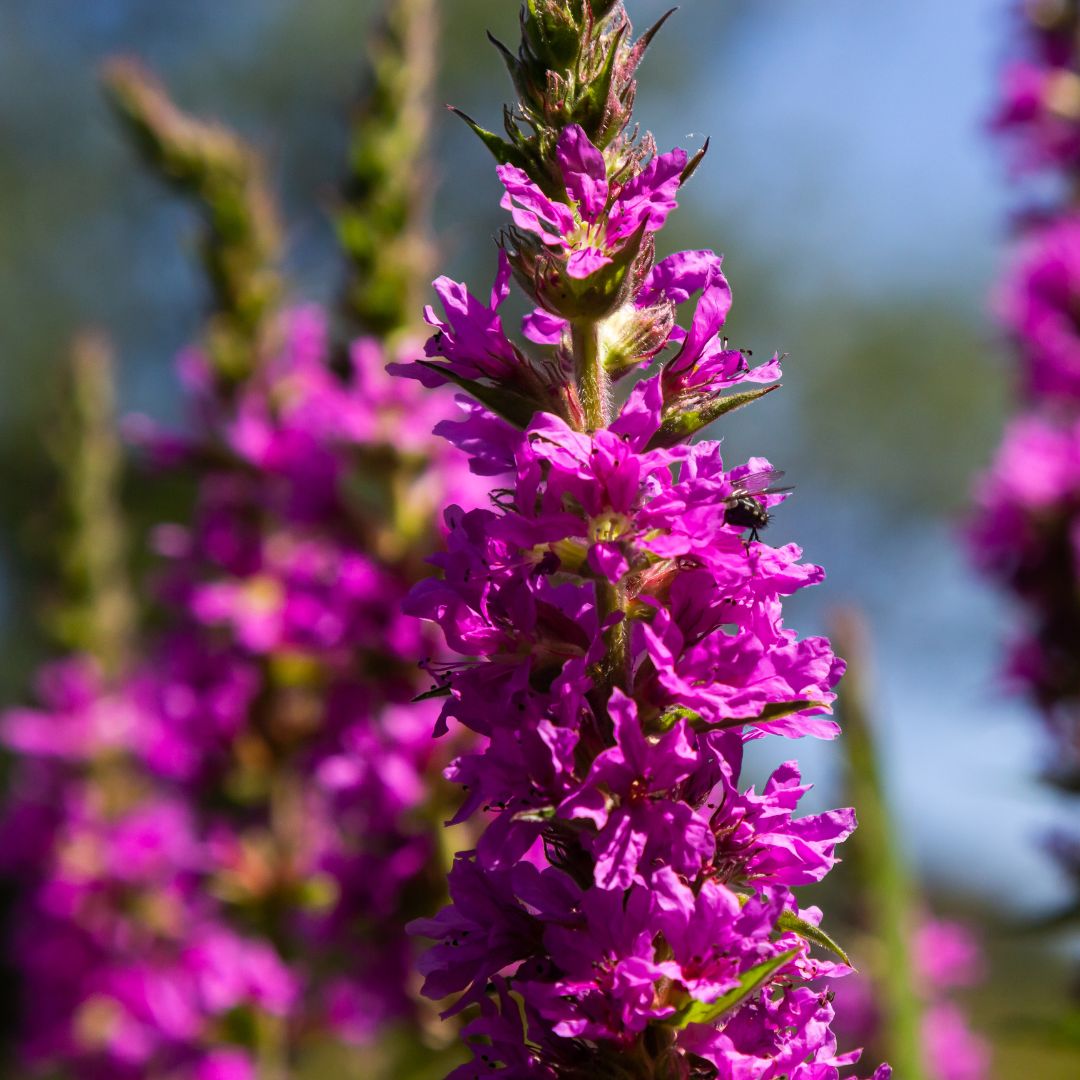 Purple Loosestrife Wildflower Seed | Lythrum salicaria – Meadowmania UK
