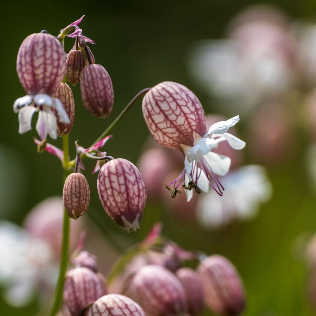 Bladder Campion Plug Plants | Silene vulgaris – Meadowmania UK