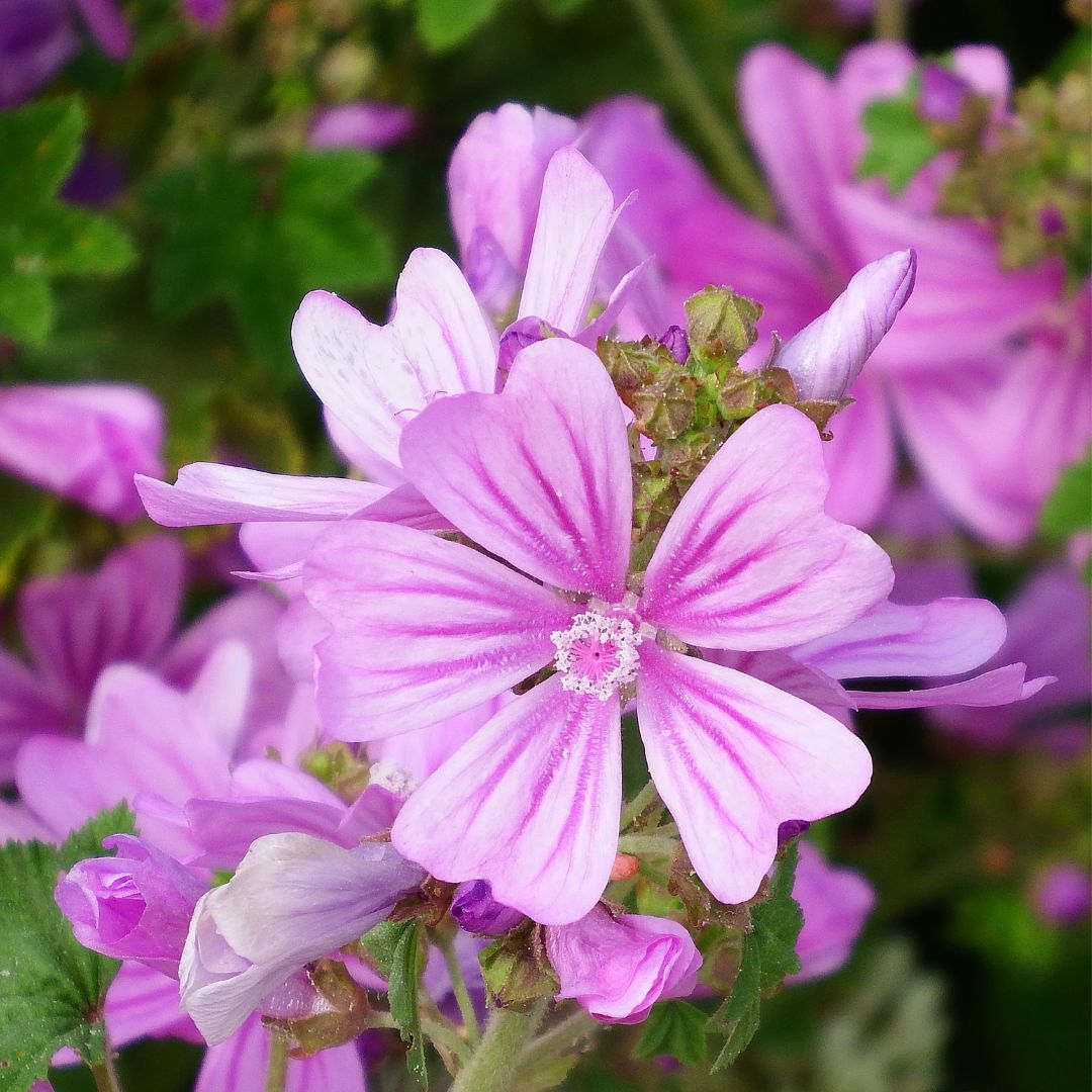 Common Mallow Plug Plants | Malva sylvestris – Meadowmania UK