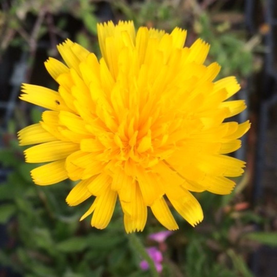 Rough Hawkbit Plug Plants | Leontodon hispidus – Meadowmania UK