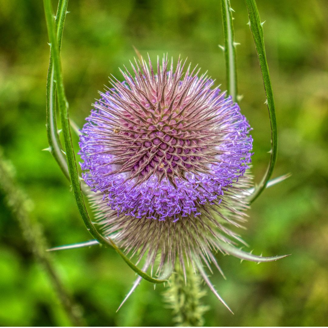 Teasel Plug Plants | Dipsacus fullonum – Meadowmania UK
