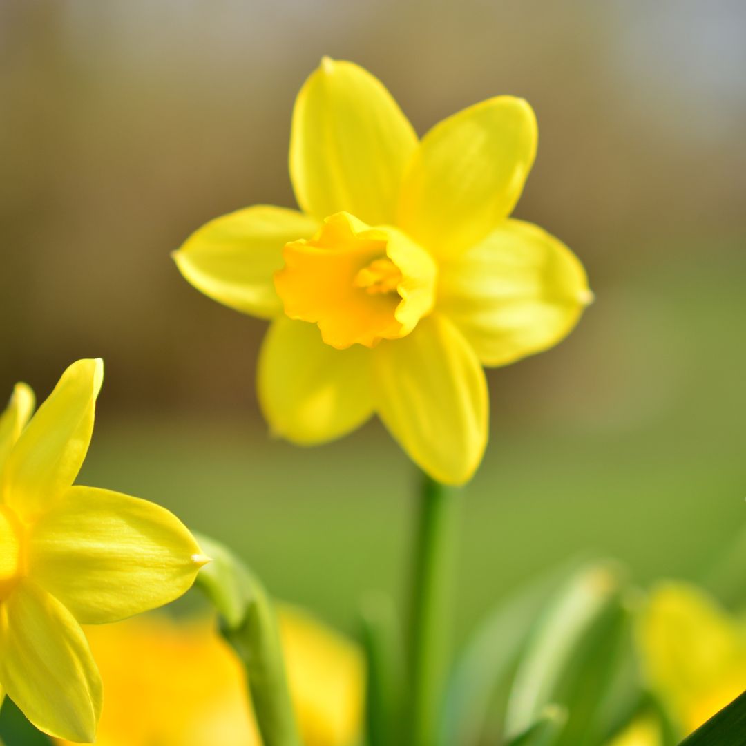 Tenby Daffodil Bulbs In The Green | Narcissus obvallaris – Meadowmania UK