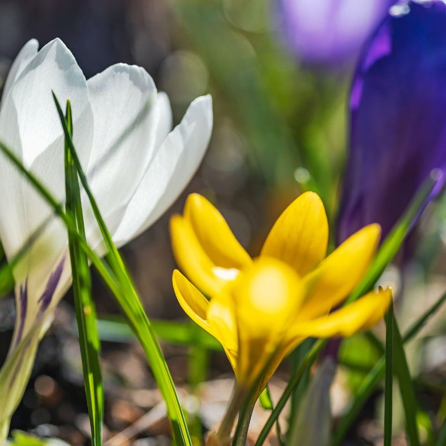 Large Flowering Mixed Crocus Bulbs In The Green – Meadowmania UK
