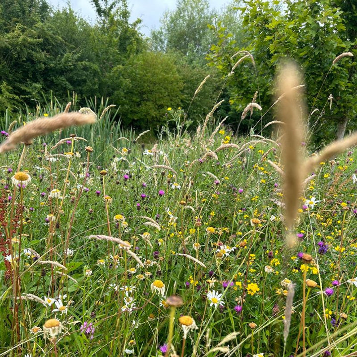 Wildflower Meadow & Grass Seed Mixes – Meadowmania UK