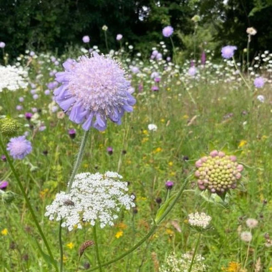 Native General Purpose Wildflower Meadow Seed Mix – Meadowmania UK