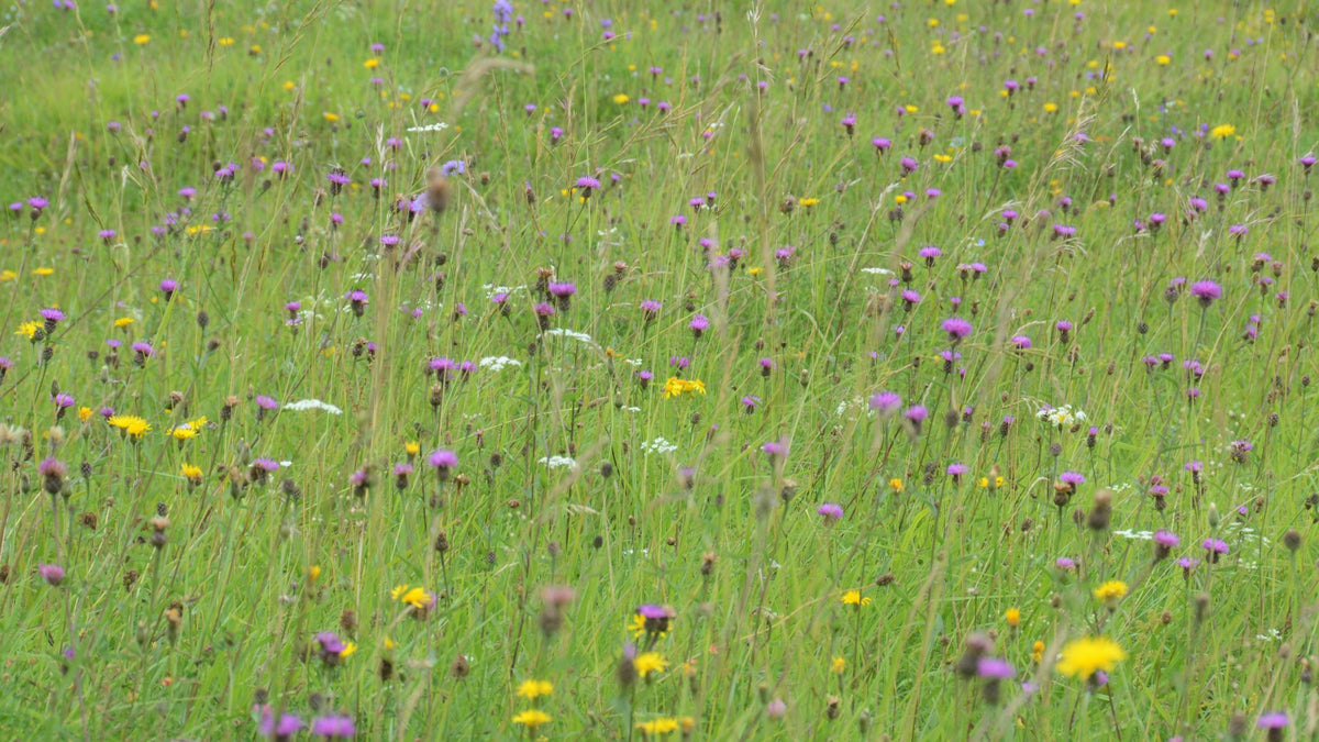 Wildflower Meadow Mixtures (with grass seed) – Meadowmania UK