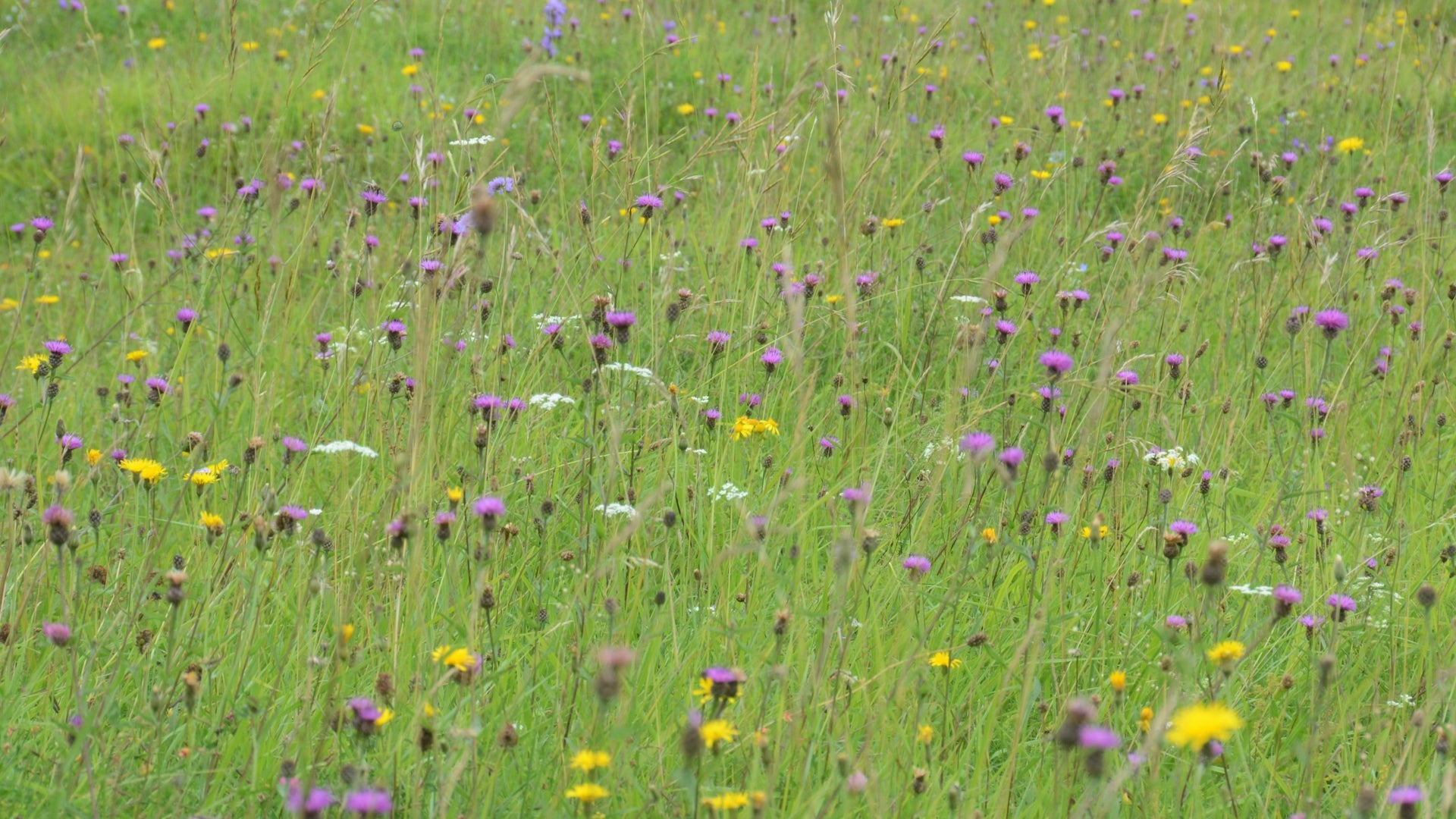 Wildflower Meadow Mixtures (with grass seed) – Meadowmania UK
