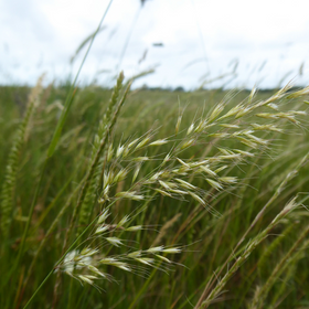 Meadow Grass Seed a specialist seed mix and grass straights ...