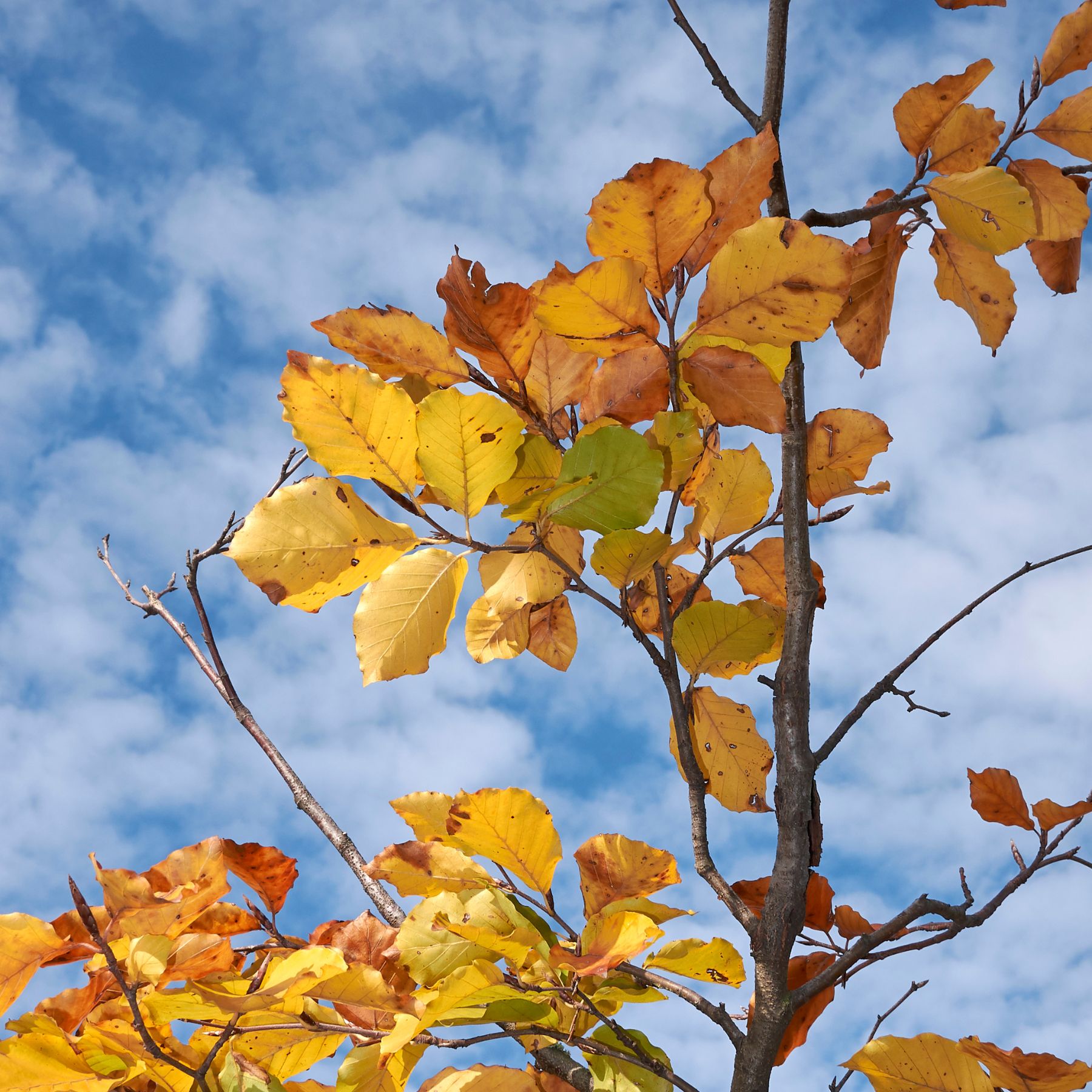 Beech Native British UK Hedging Whips – Meadowmania UK